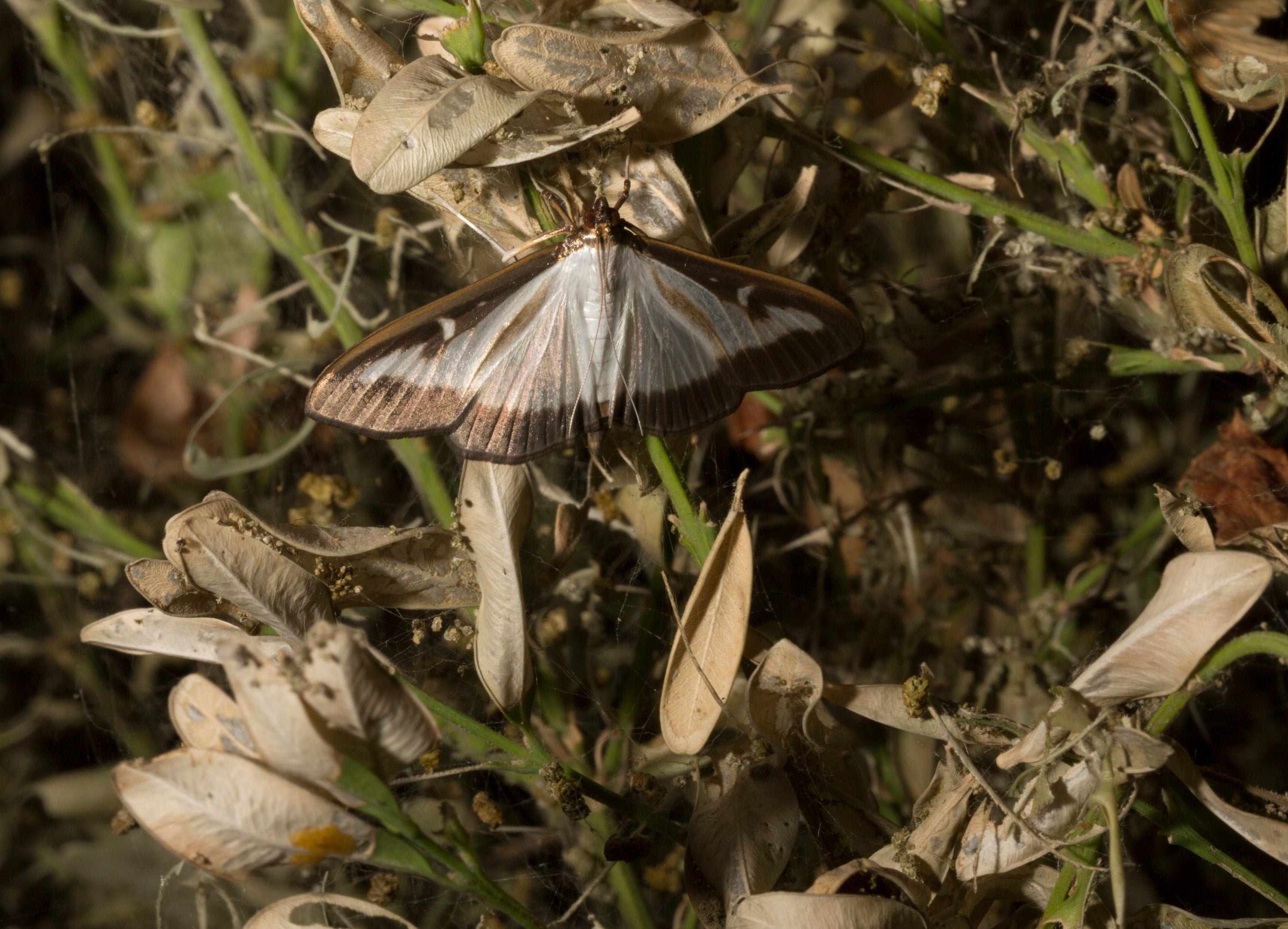 When Do Box Moths Appear in the UK? (2026 Guide)