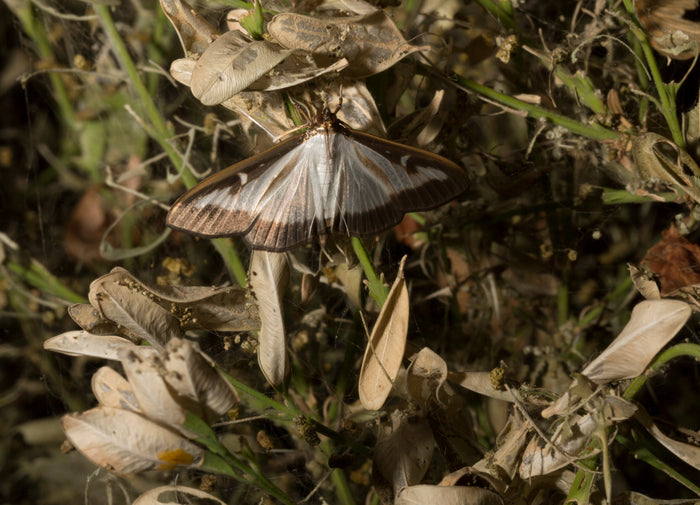 When Do Box Moths Appear in the UK? (2026 Guide)