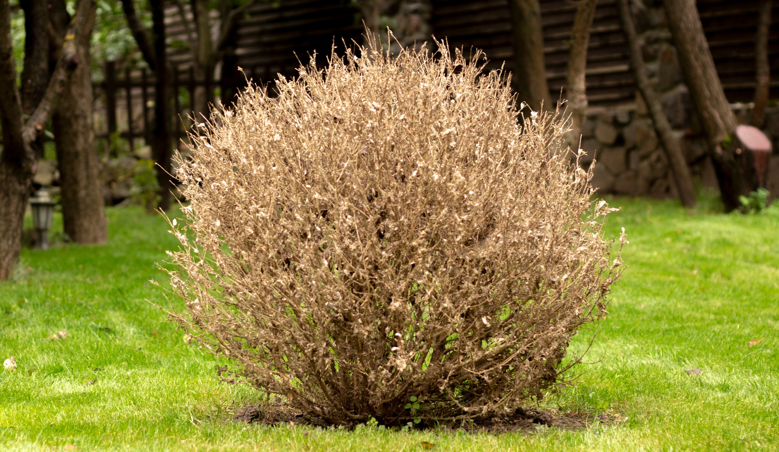 Box Tree Caterpillar Treatment UK (2026 Guide) | Plant and Pest