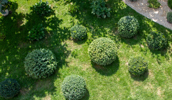 Box Tree Caterpillar Treatment UK (2026 Guide) | Plant and Pest